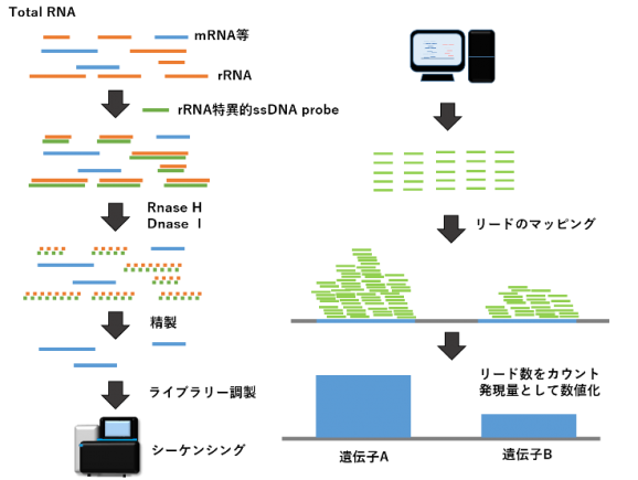 単一細胞rnaシーケンス – single cell rna seqとは – NVRCQ